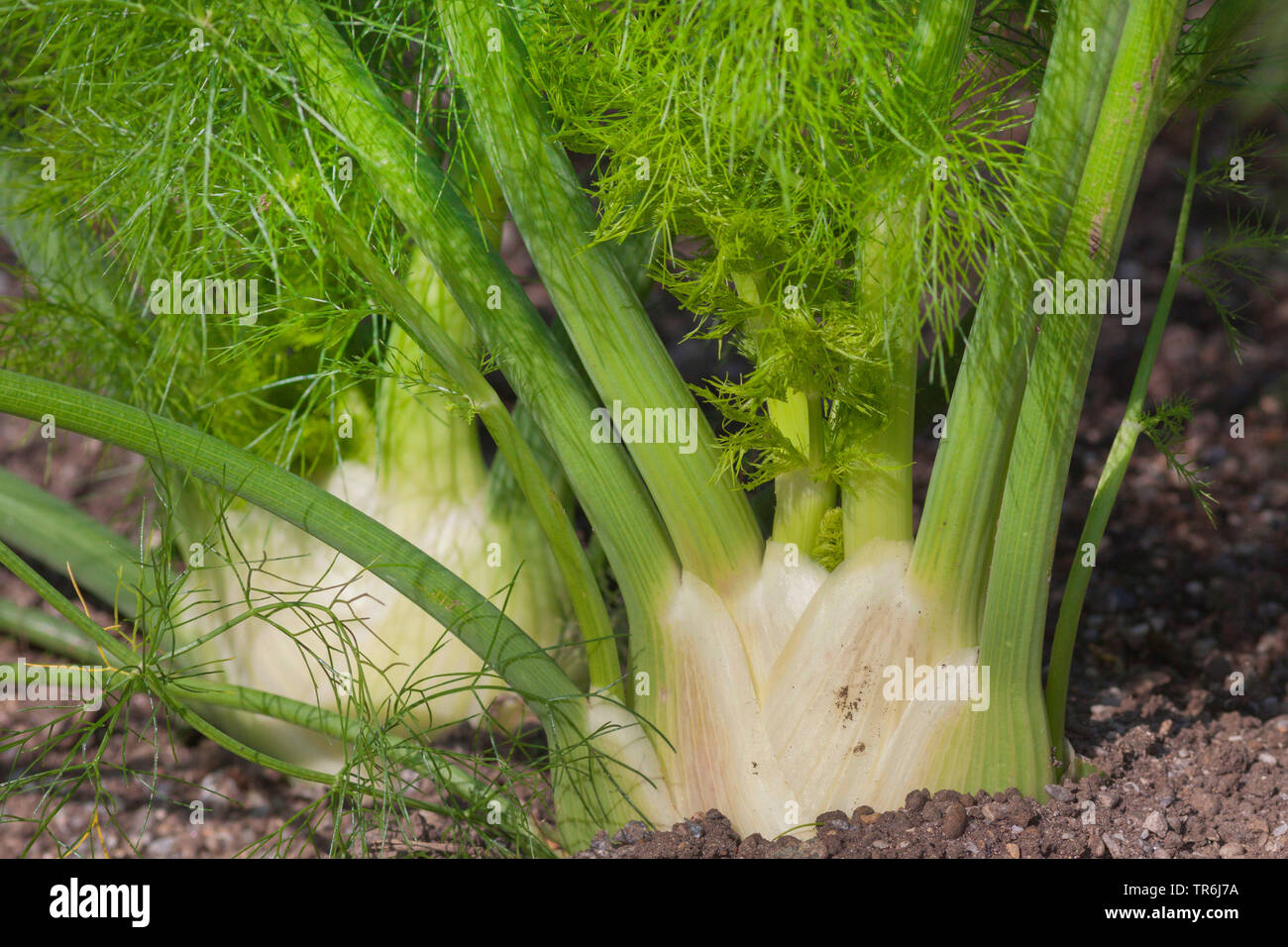 Fennel plant in garden hi-res stock photography and images - Alamy