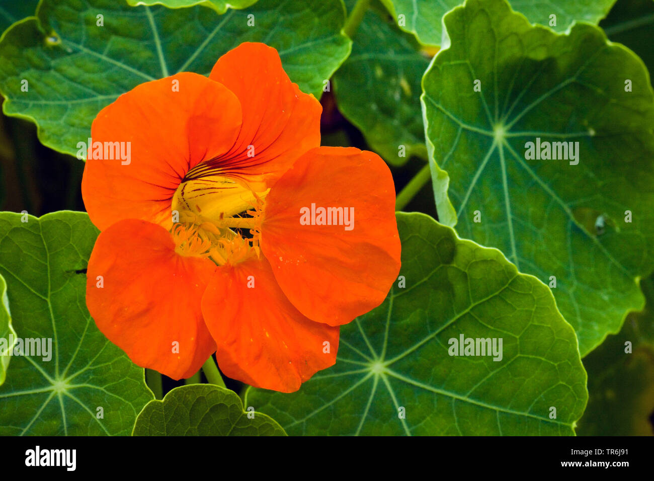 Indian cress, common nasturtium, garden nasturtium (Tropaeolum majus ...