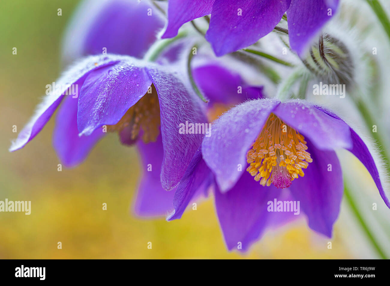 pasque flower (Pulsatilla patens, Anemone patens), flowers, Germany ...