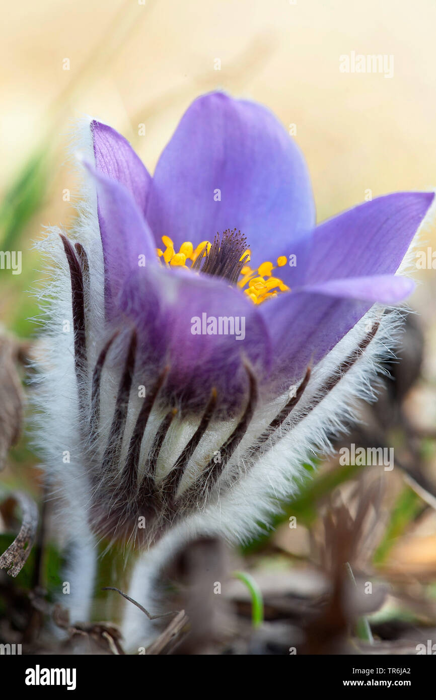 Greater pasque flower (Pulsatilla grandis), flower, Austria, Burgenland ...