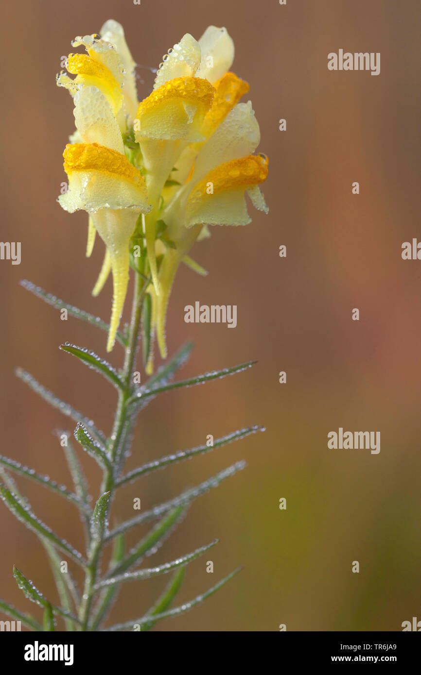 common toadflax, yellow toadflax, ramsted, butter and eggs (Linaria ...