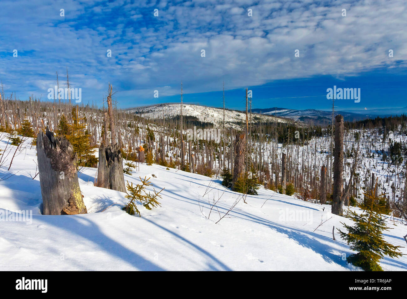 bark beetles, engraver beetles & ambrosia beetles, timber beetles ...