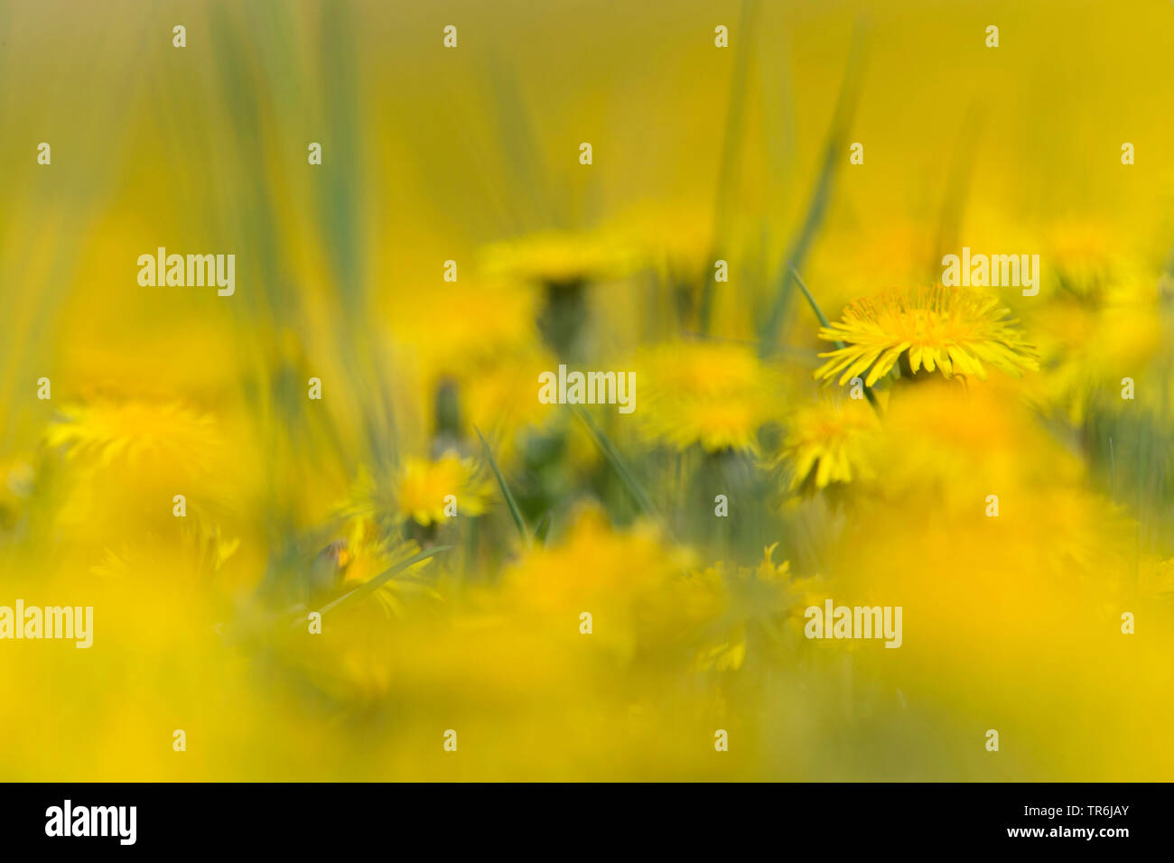 common dandelion (Taraxacum officinale), view into a dandelion meadow ...