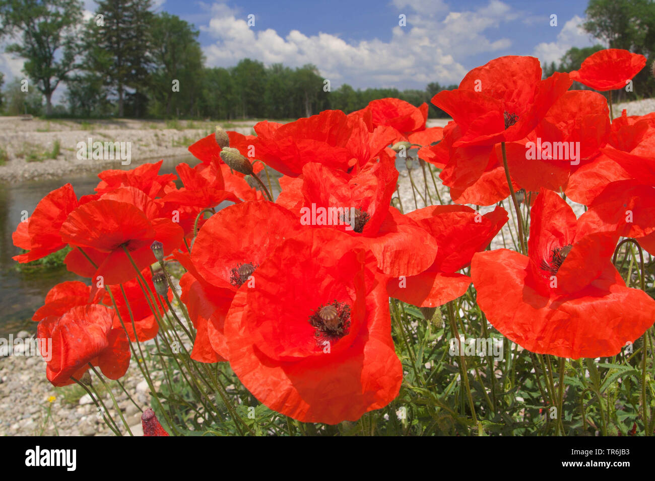 Common poppy, Corn poppy, Red poppy (Papaver rhoeas), blooming on river ...