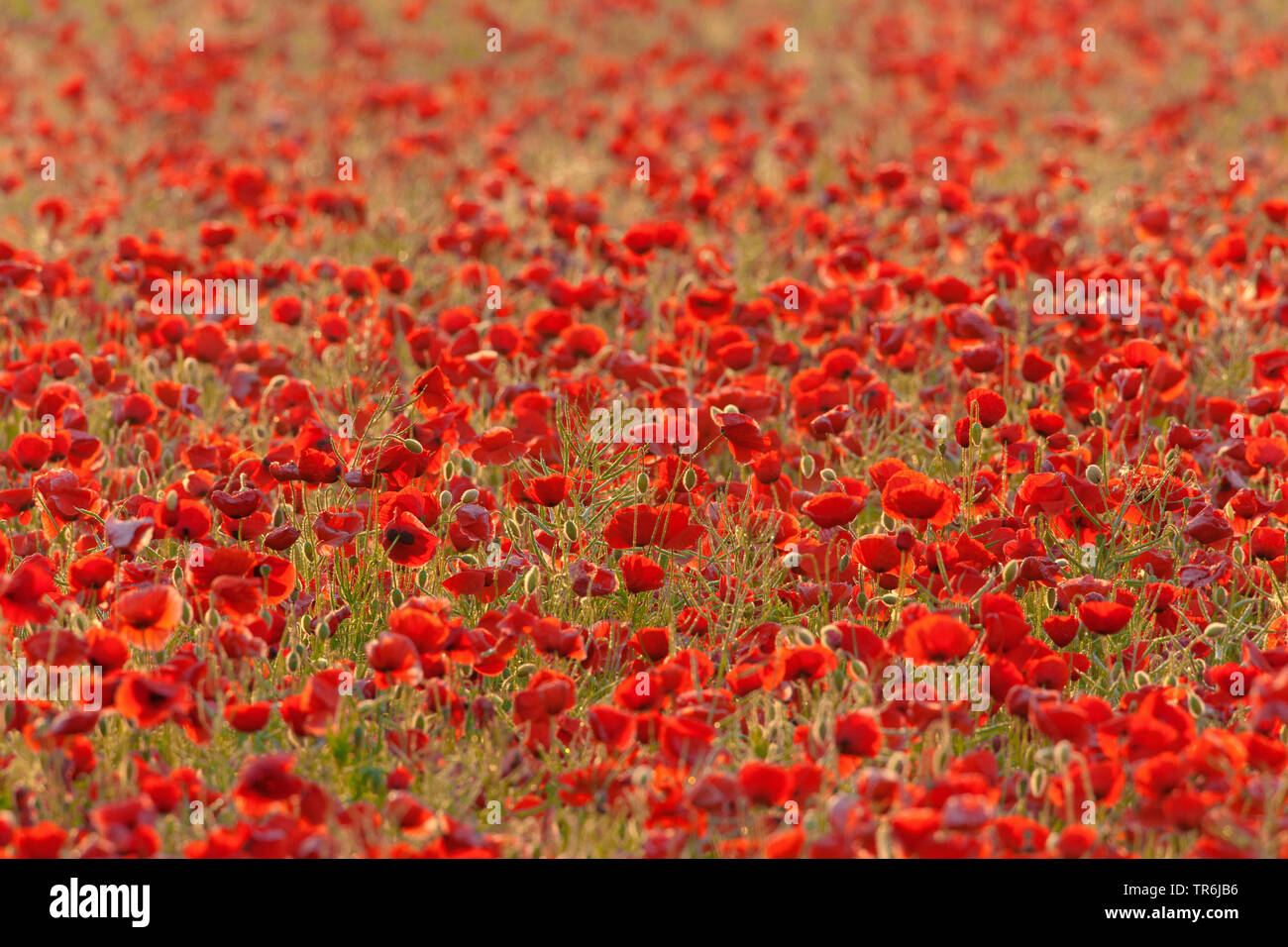 Common poppy, Corn poppy, Red poppy (Papaver rhoeas), poppy field ...
