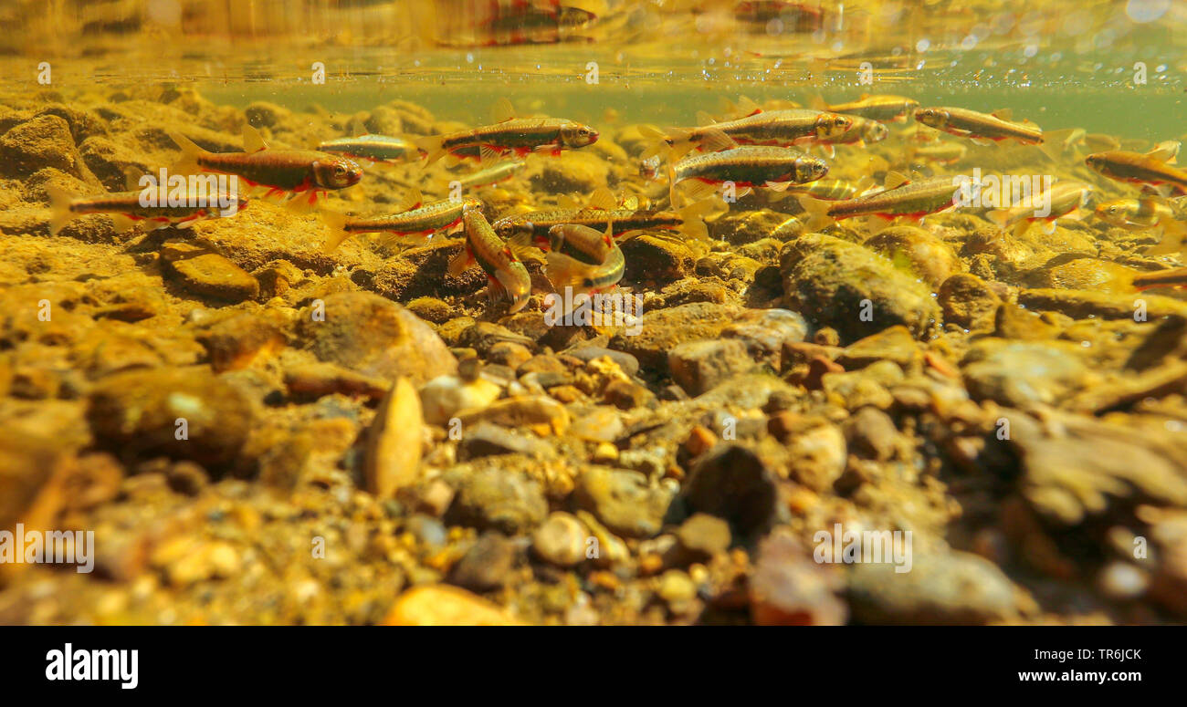 minnow, Eurasian minnow (Phoxinus phoxinus), spawning shoal, Germany ...