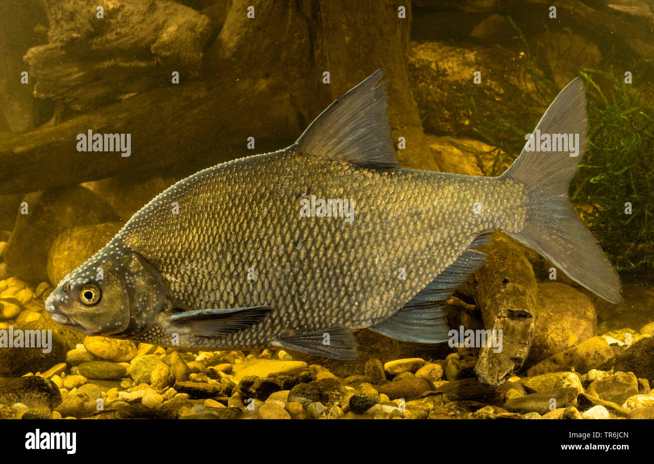 common bream, freshwater bream, carp bream (Abramis brama), milkner ...