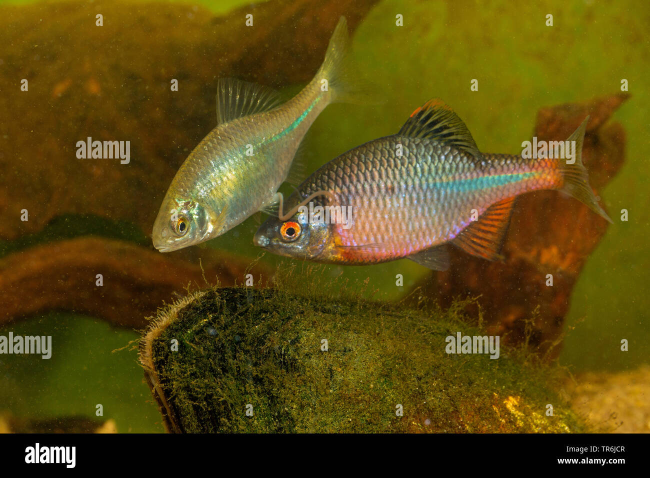 bitterling (Rhodeus amarus, Rhodeus sericeus, Rhodeus sericeus amarus ...