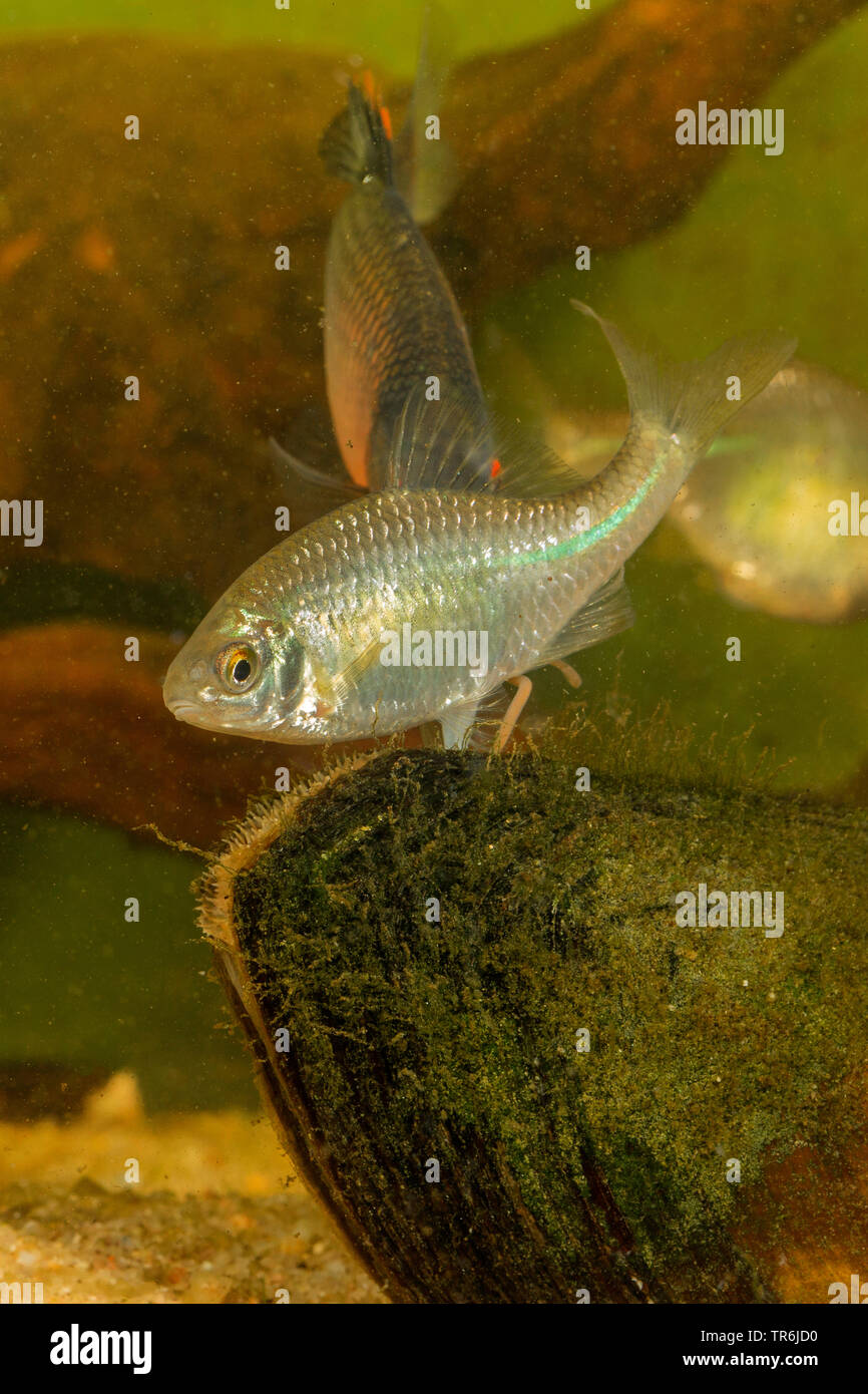 Rhodeus sericeus amarus hi-res stock photography and images - Alamy