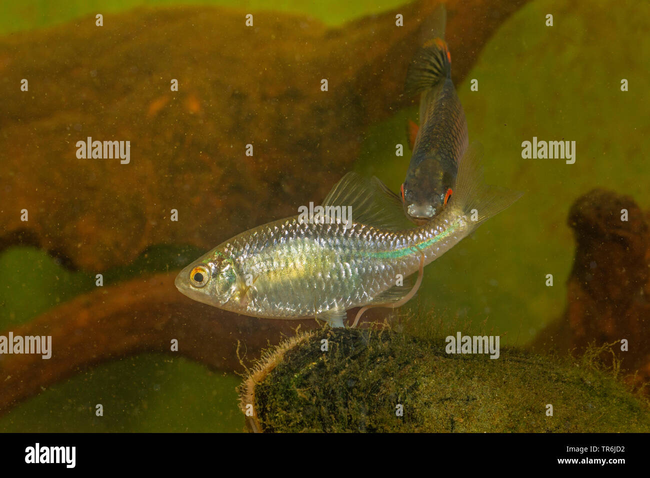 bitterling (Rhodeus amarus, Rhodeus sericeus, Rhodeus sericeus amarus ...
