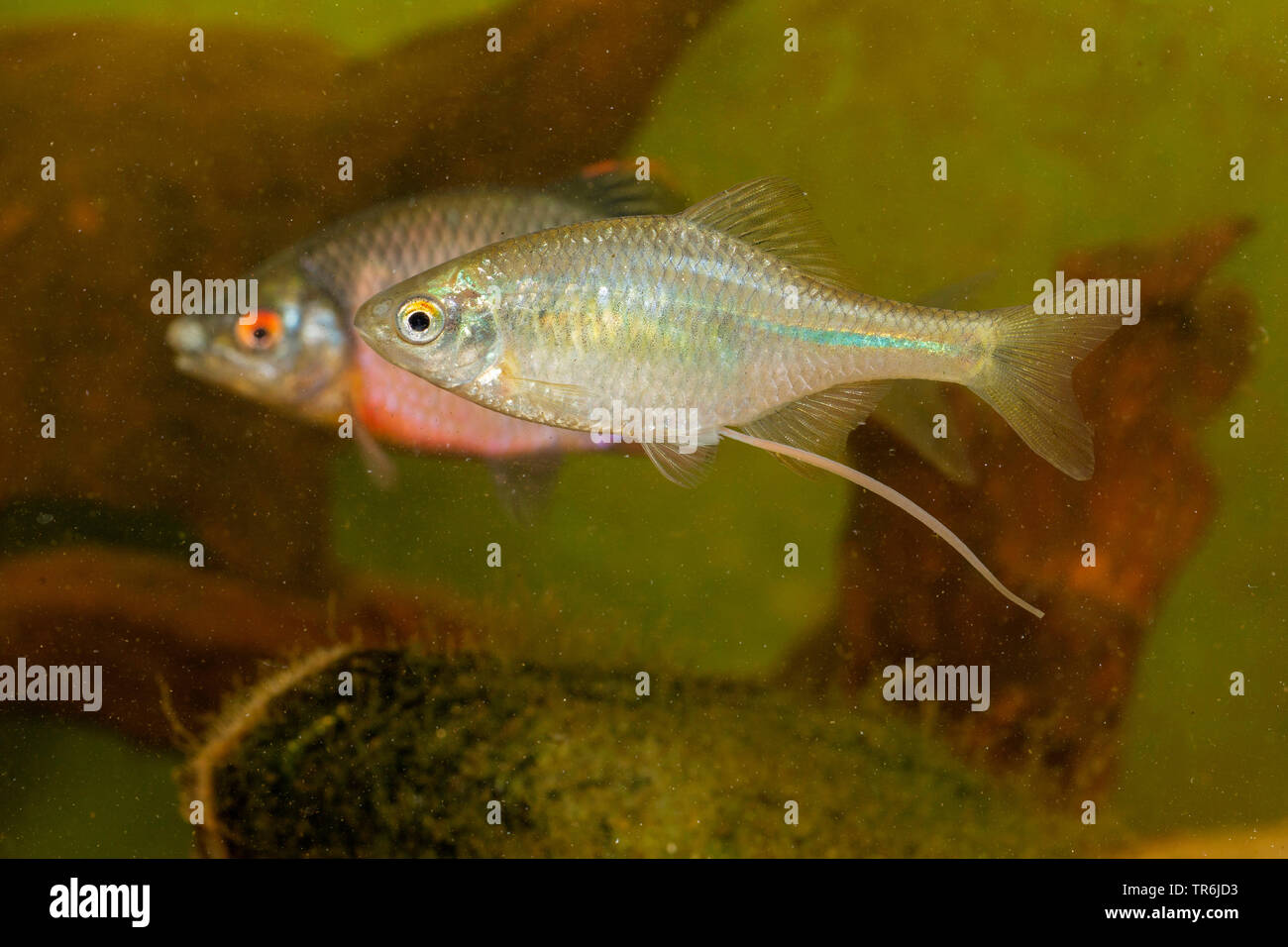 bitterling (Rhodeus amarus, Rhodeus sericeus, Rhodeus sericeus amarus ...