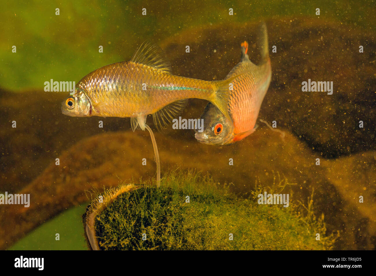 bitterling (Rhodeus amarus, Rhodeus sericeus, Rhodeus sericeus amarus ...
