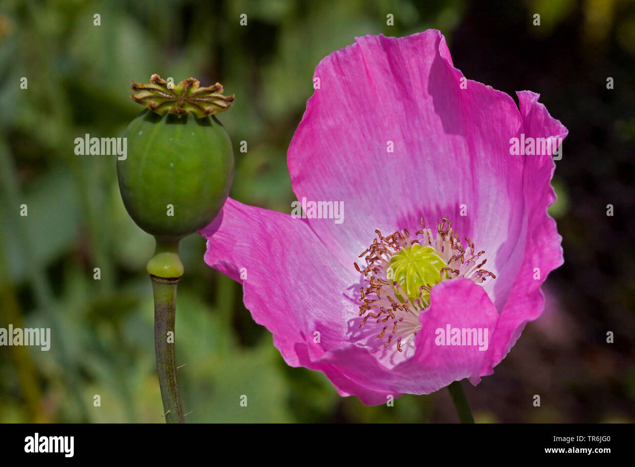 Opium poppy flower hi-res stock photography and images - Alamy