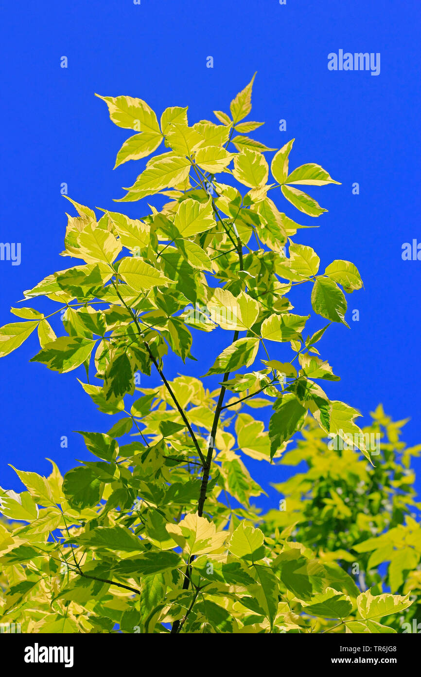 ashleaf maple, box elder (Acer negundo 'Variegatum', Acer negundo ...