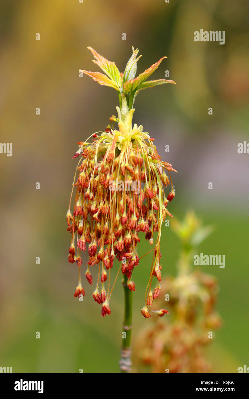 ashleaf maple, box elder (Acer negundo 'Variegatum', Acer negundo ...