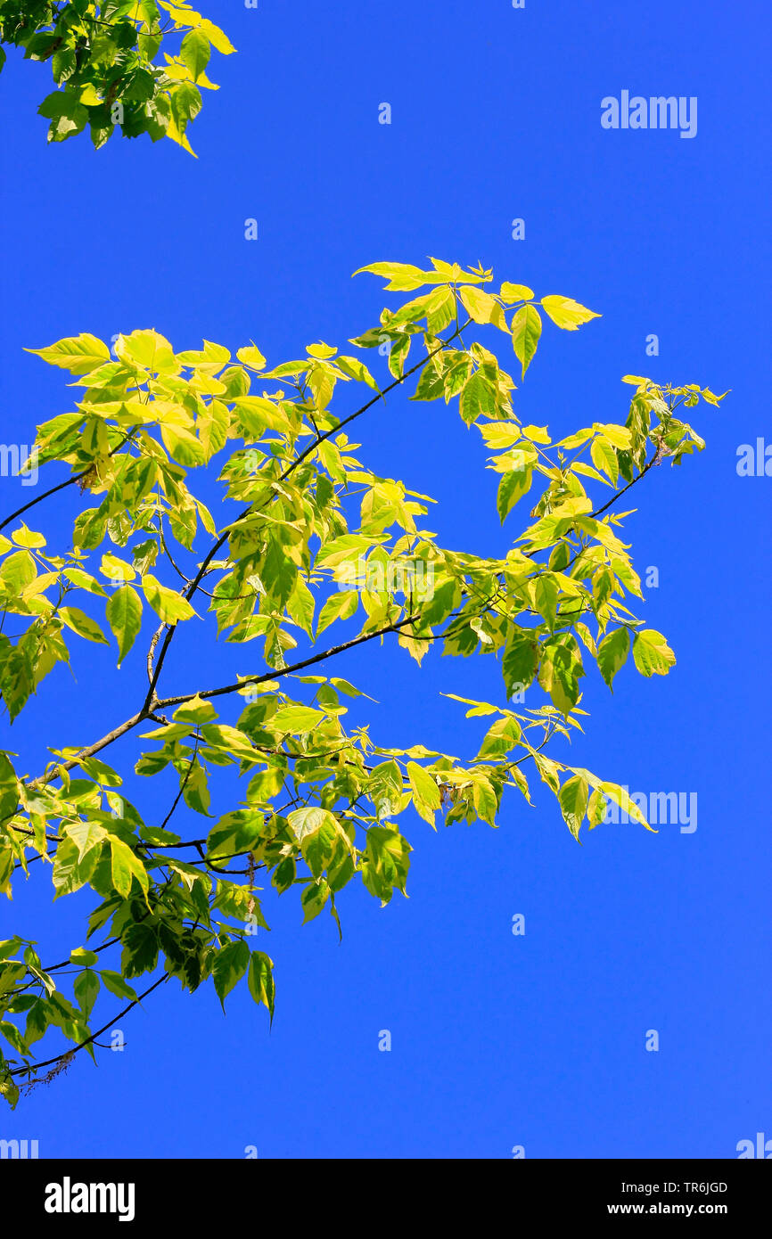 Ashleaf Maple High Resolution Stock Photography and Images - Alamy