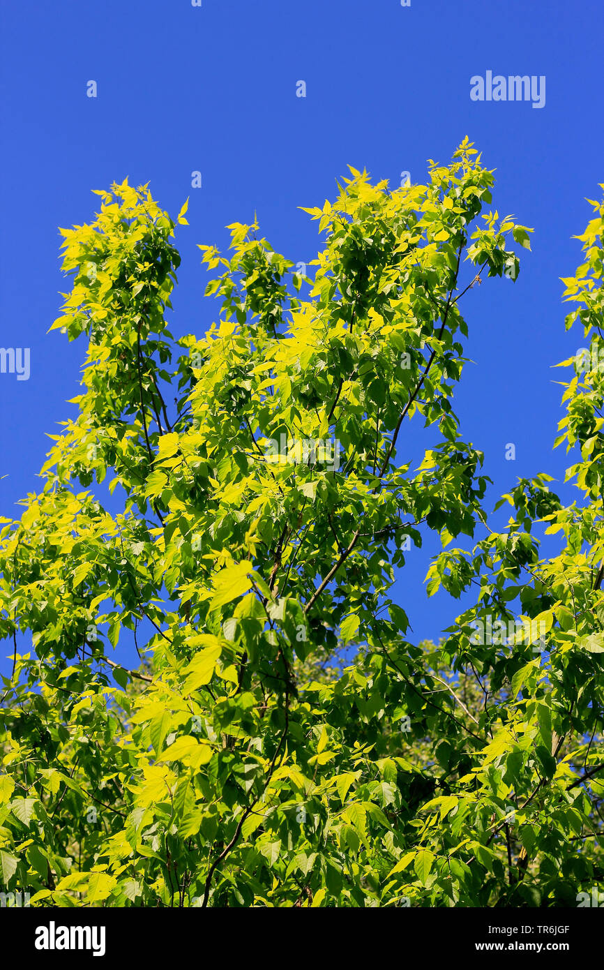 Ashleaf Maple High Resolution Stock Photography and Images - Alamy