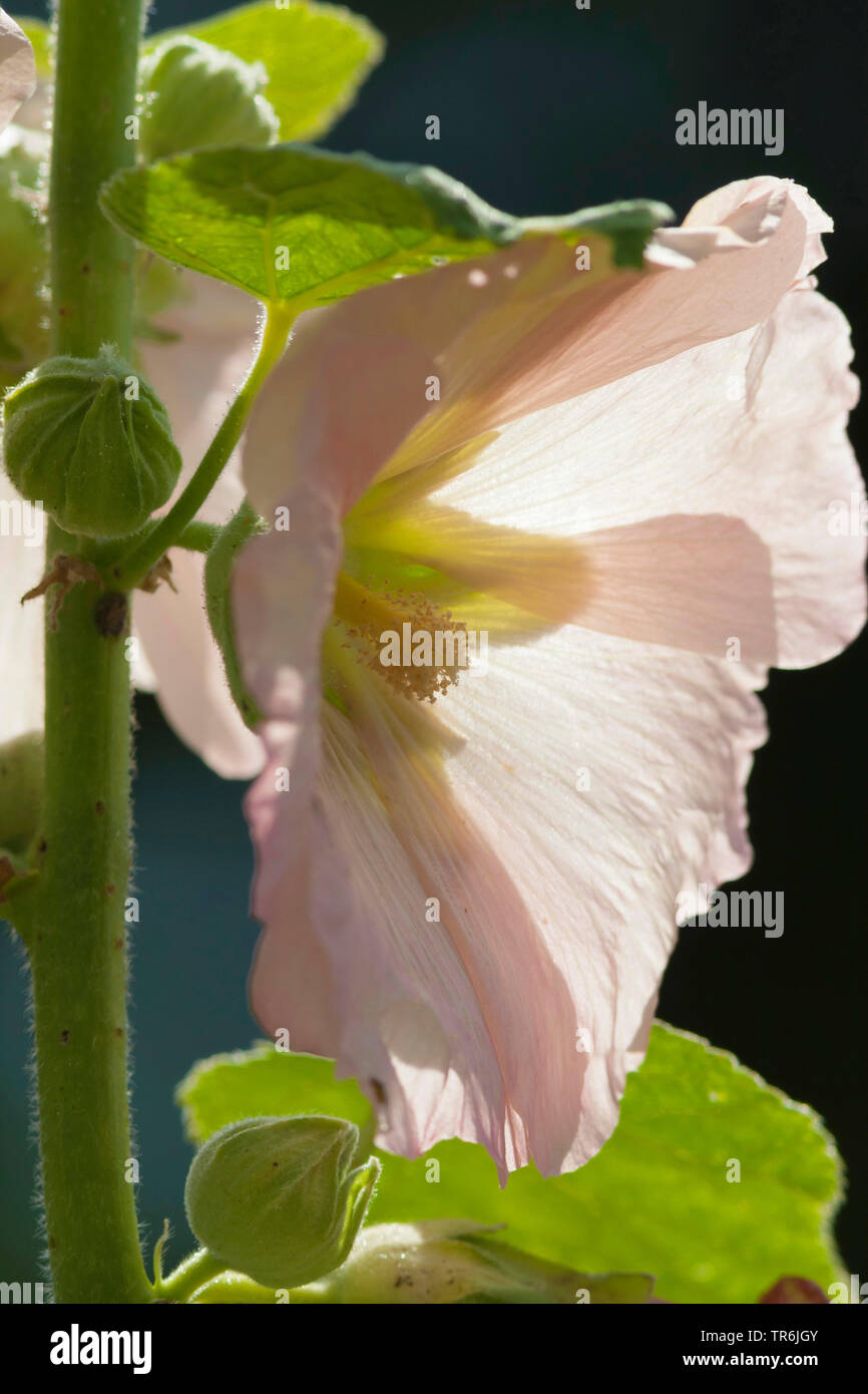 hollyhock (Alcea rosea, Althaea rosea), flower in backlight Stock Photo ...
