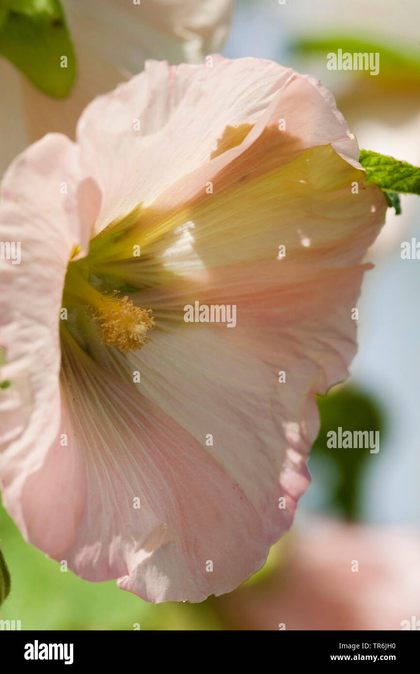 hollyhock (Alcea rosea, Althaea rosea), flower in backlight Stock Photo ...