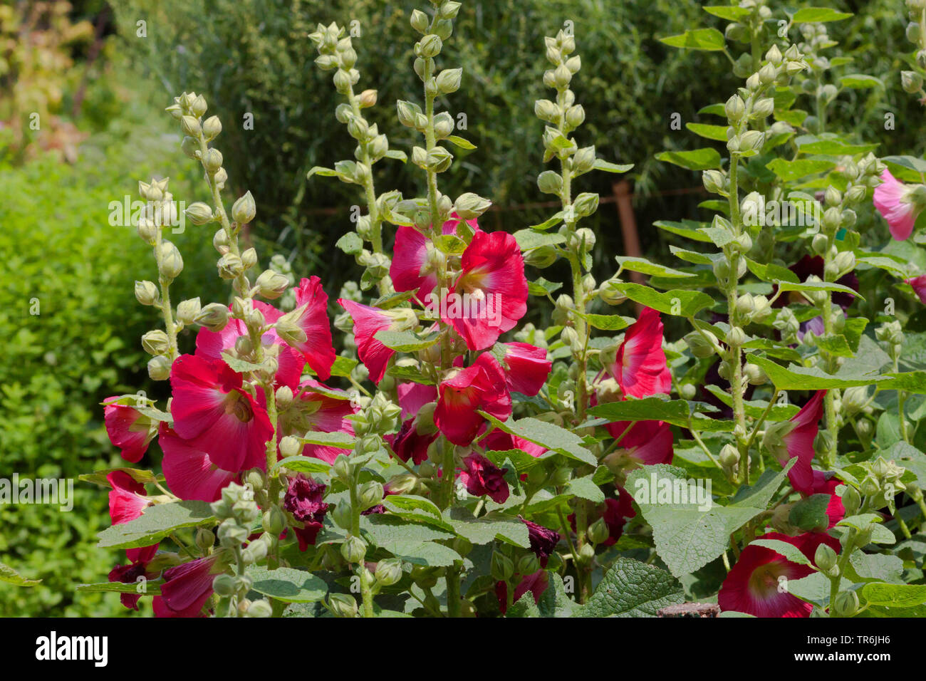 hollyhock (Alcea rosea, Althaea rosea), blooming Stock Photo - Alamy