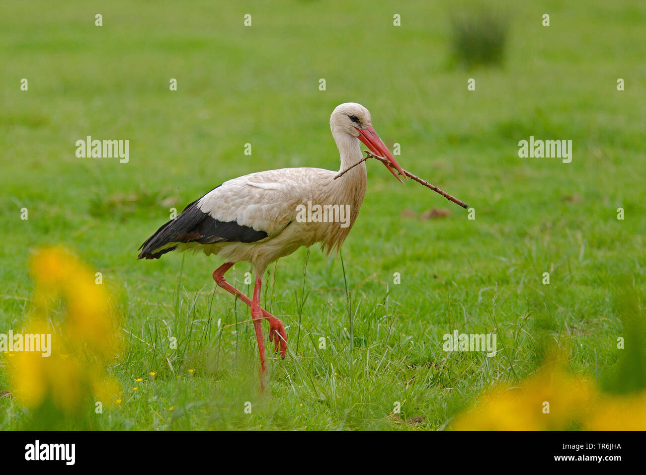 White stork with nesting material hi-res stock photography and images ...
