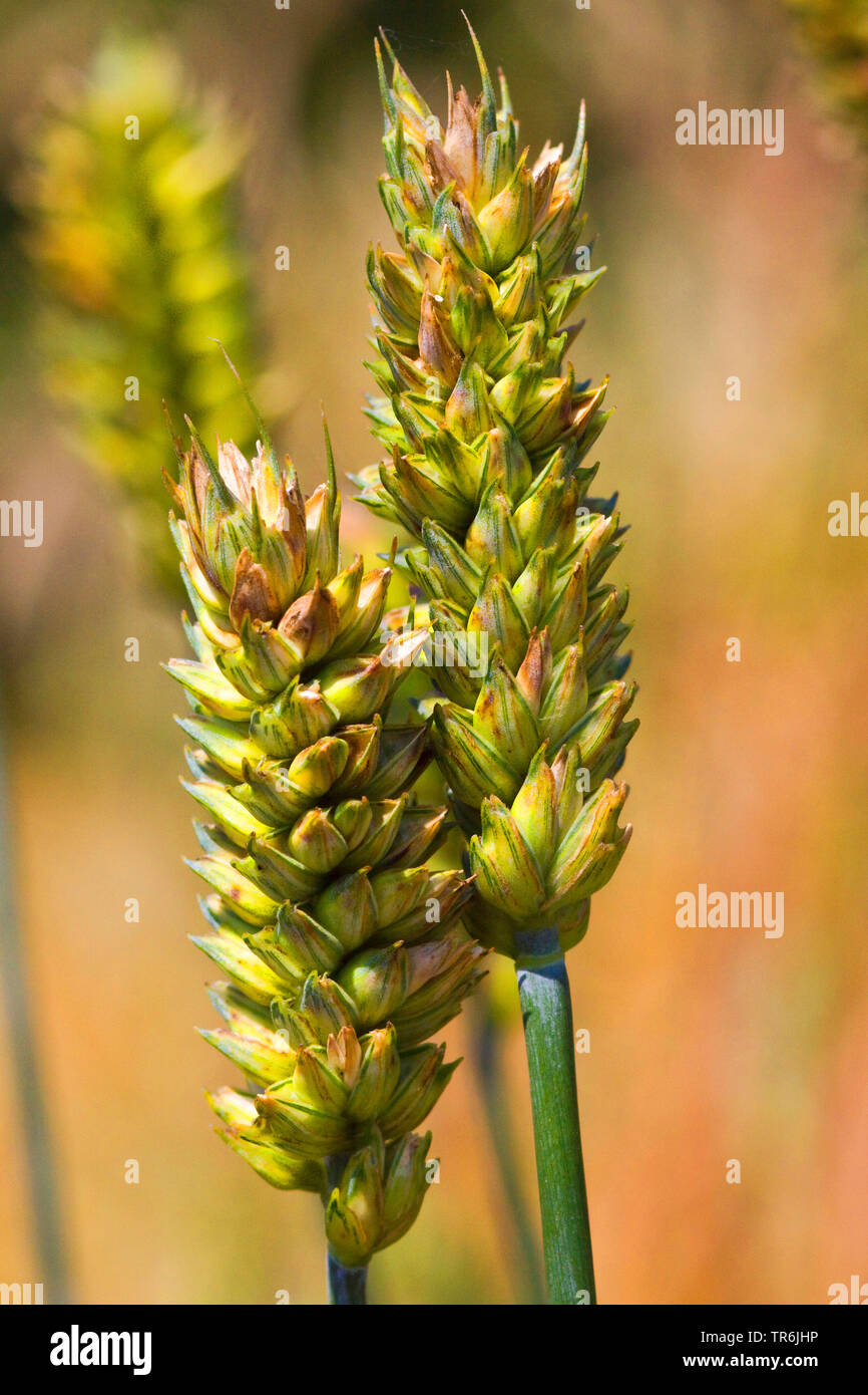 Triticum compactum hi-res stock photography and images - Alamy