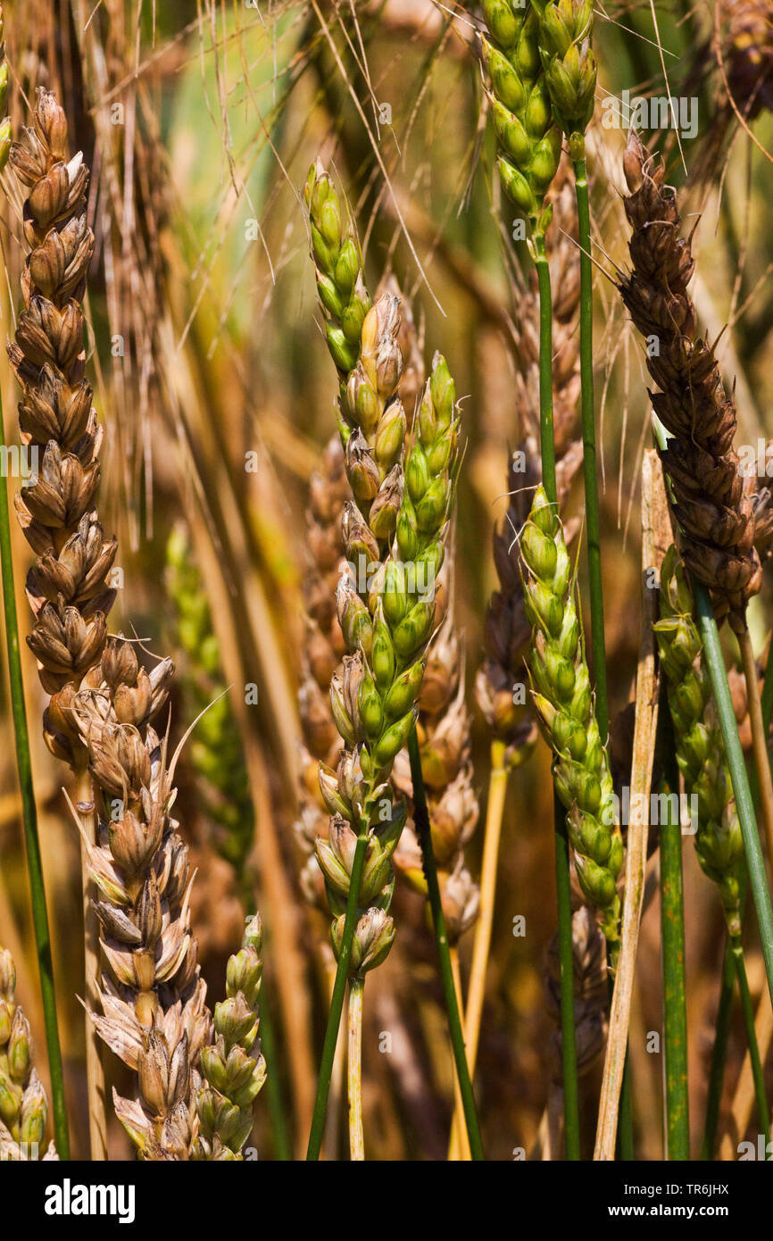 Ears of wheat field hi-res stock photography and images - Alamy