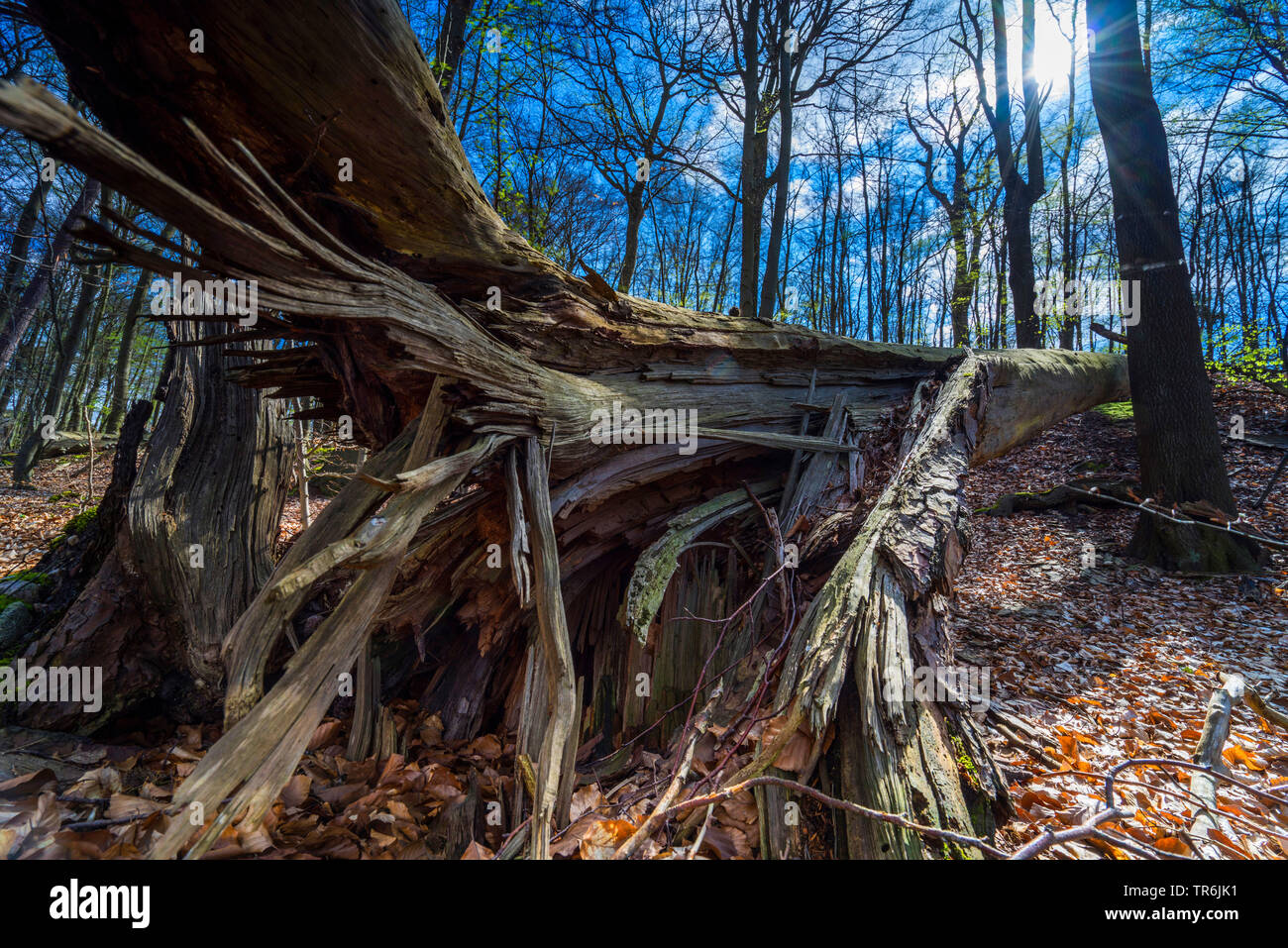 fallen tree trunk with brackets in a forest, Germany, Brandenburg Stock ...
