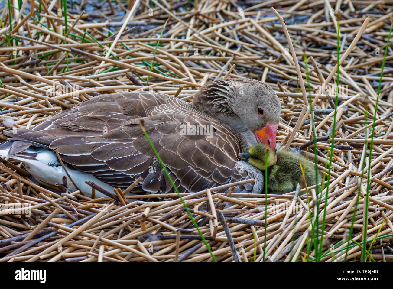 greylag goose (Anser anser), in the nest with just hatched chicks ...