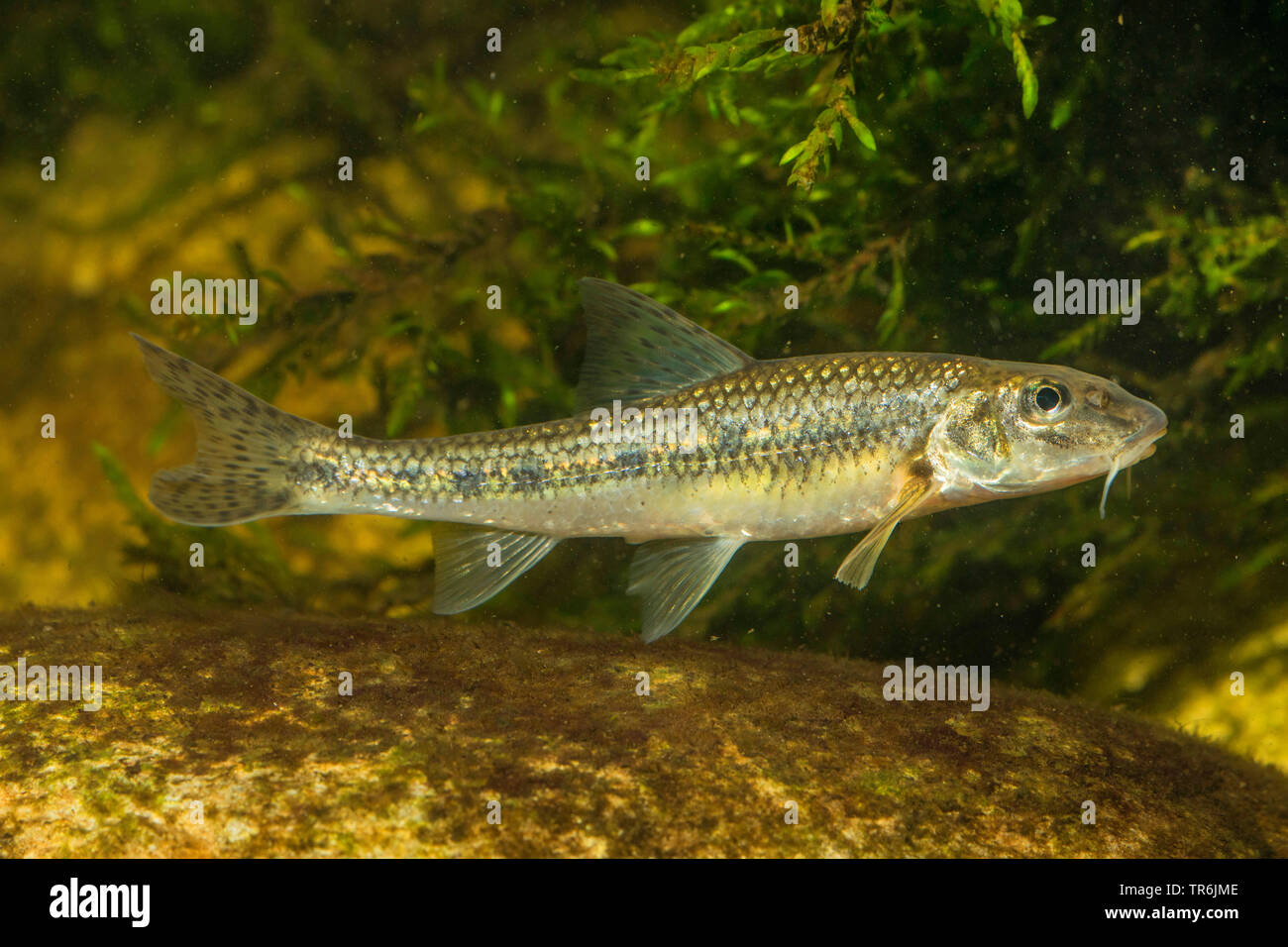 gudgeon (Gobio gobio), lateral view, Germany Stock Photo - Alamy