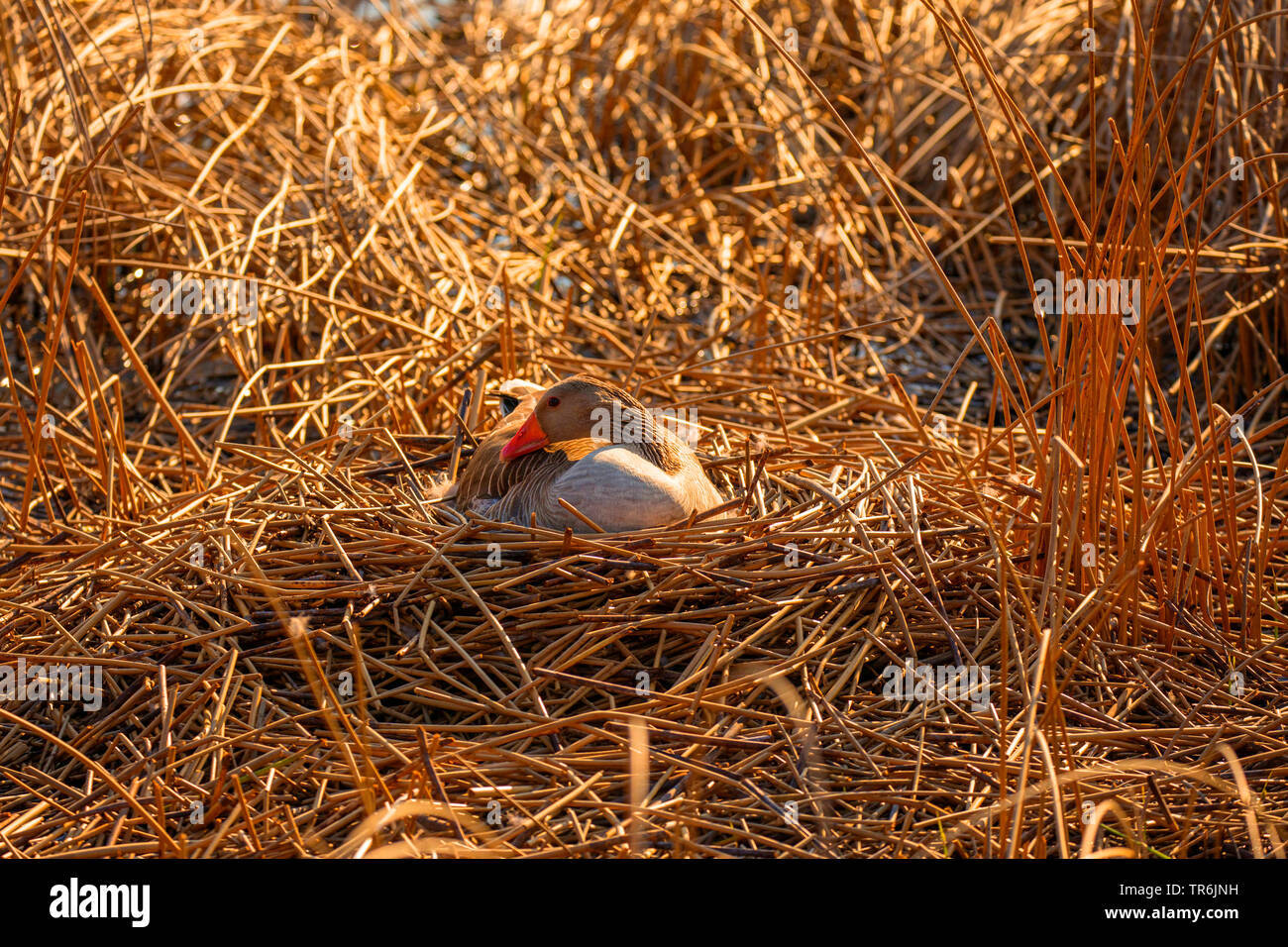 greylag goose (Anser anser), breeding in a nest made of rushes, Germany ...