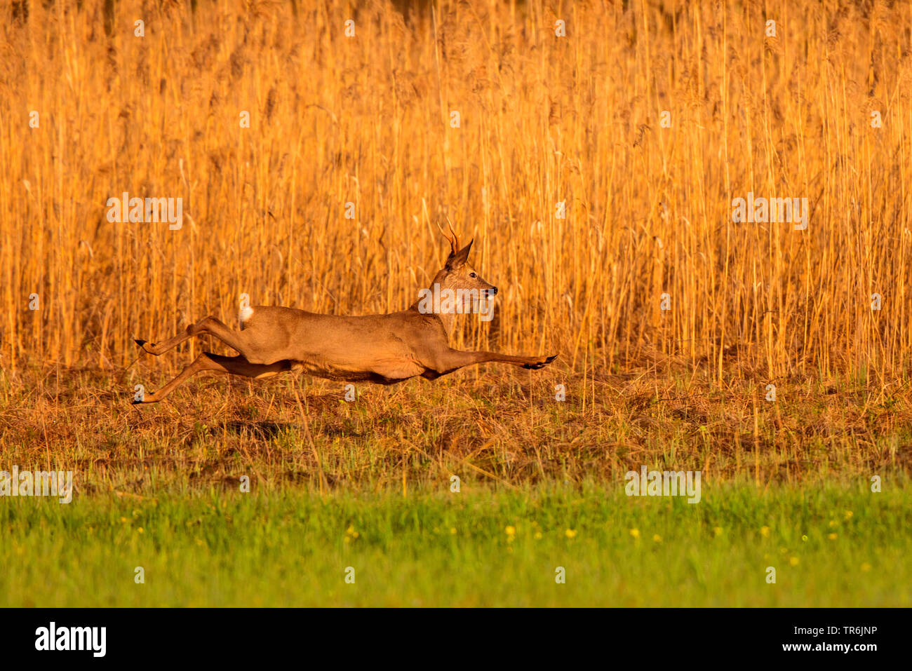 Running deer hi-res stock photography and images - Alamy