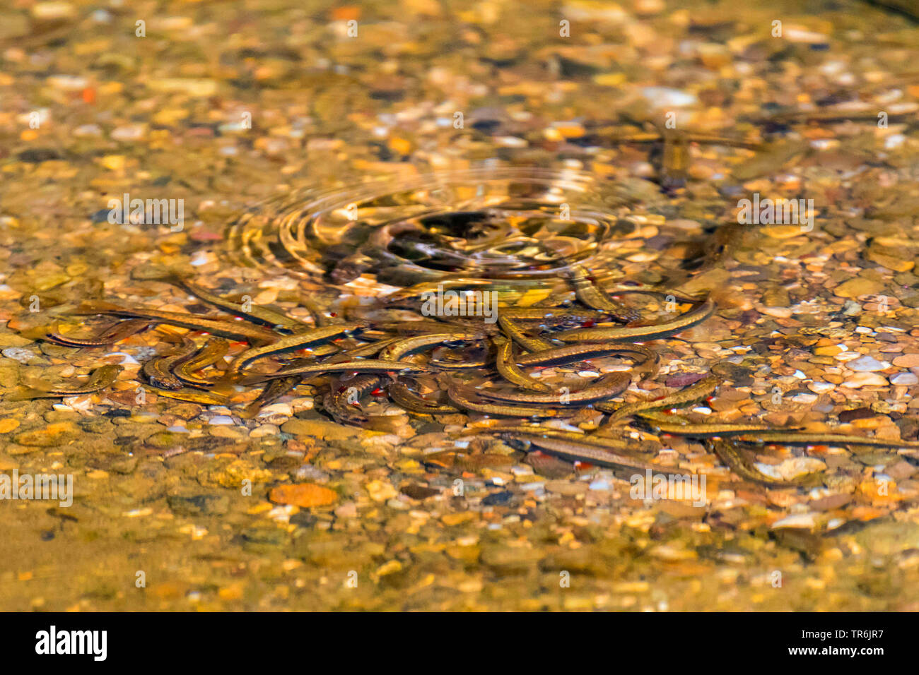 minnow, Eurasian minnow (Phoxinus phoxinus), spawning shoal, Germany ...