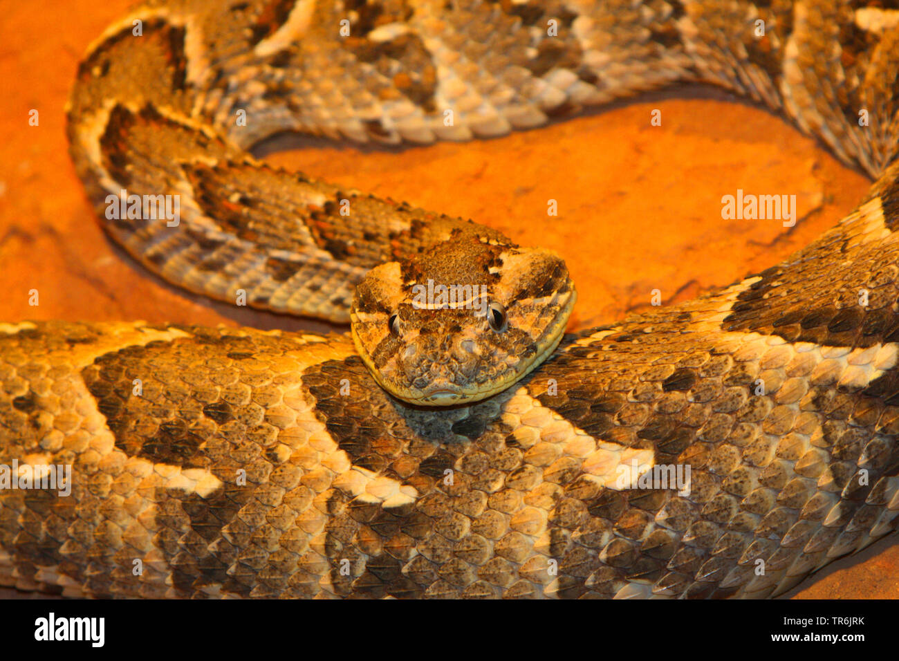 Puff adder snake hi-res stock photography and images - Alamy