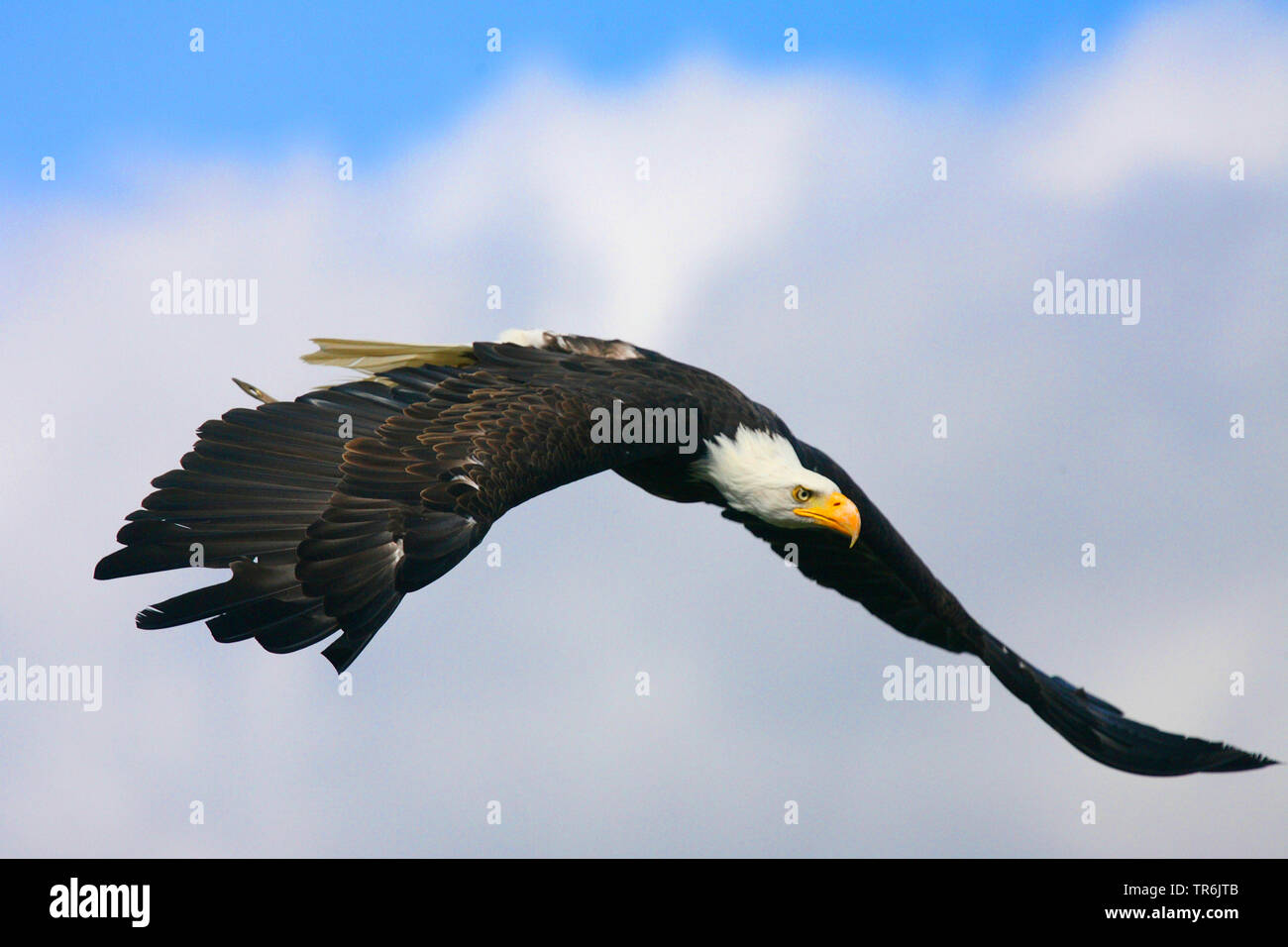 American bald eagle (Haliaeetus leucocephalus), flying, USA Stock Photo ...