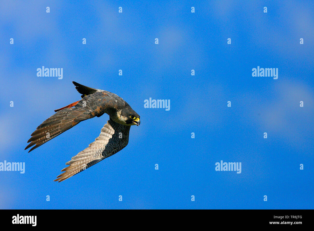 peregrine falcon (Falco peregrinus), flying with leather string, USA ...