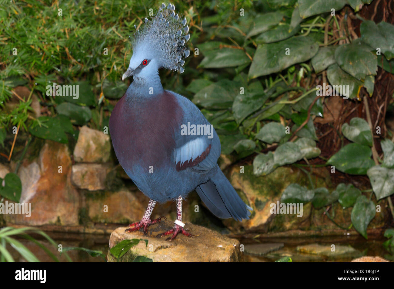 Maroon-breasted crowned pigeon, Scheepmaker's Crowned-pigeon, Southern ...