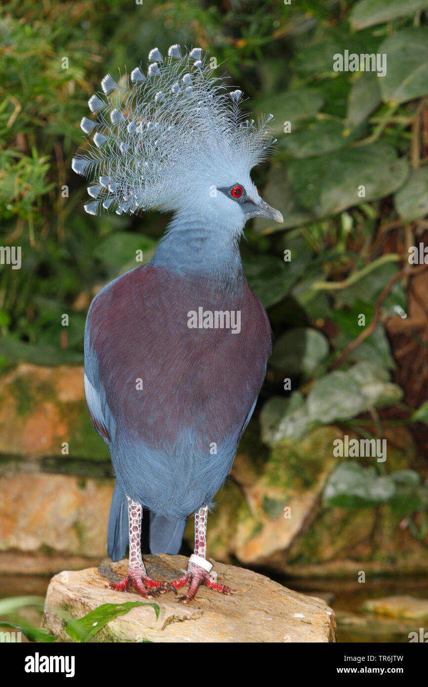 Scheepmakers crowned pigeon hi-res stock photography and images - Alamy