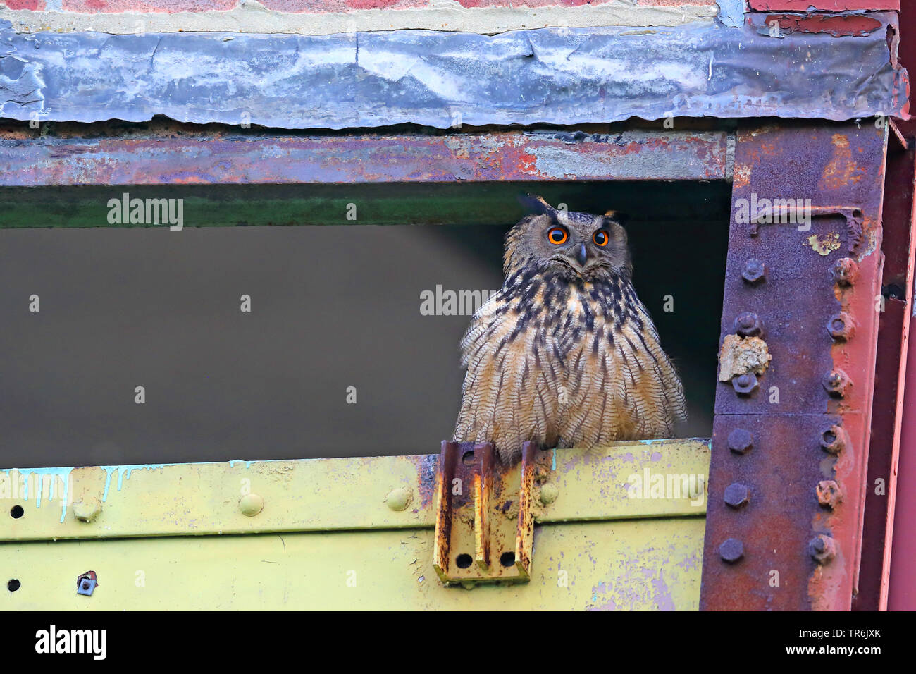 German building with eagle hi-res stock photography and images - Alamy
