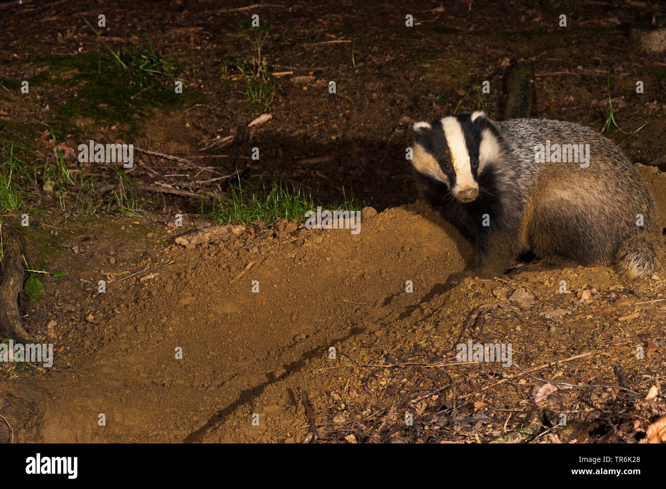 Old World badger, Eurasian badger (Meles meles), at the den, Germany ...
