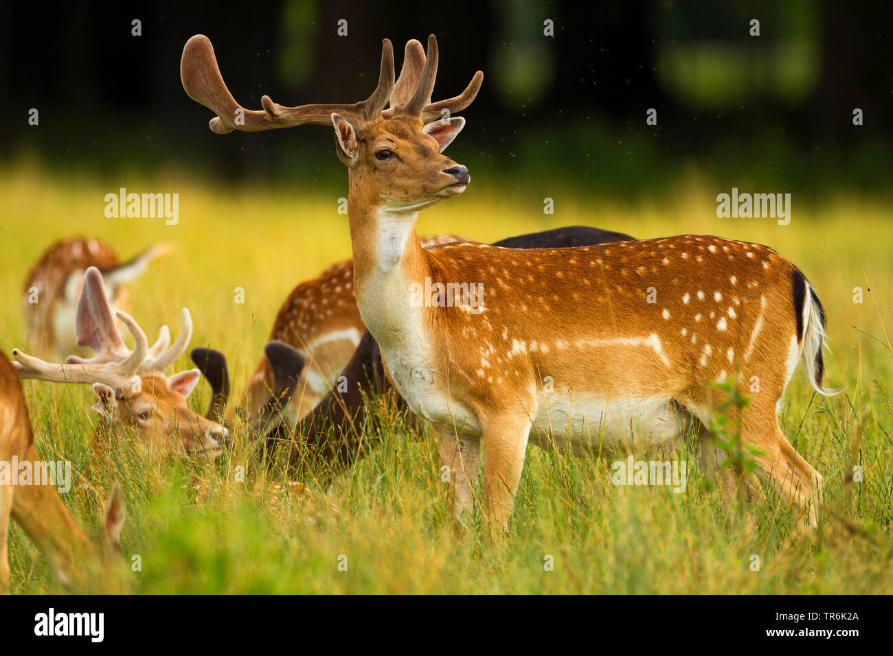 fallow deer (Dama dama, Cervus dama), group on a meadow, Germany Stock ...