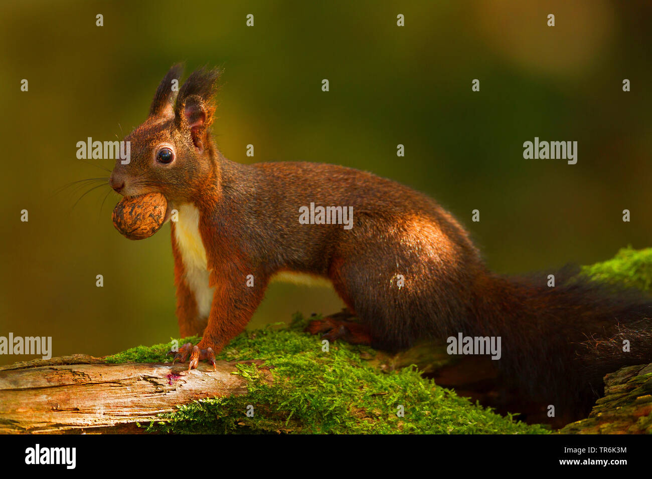 Squirrel Big Nuts Support