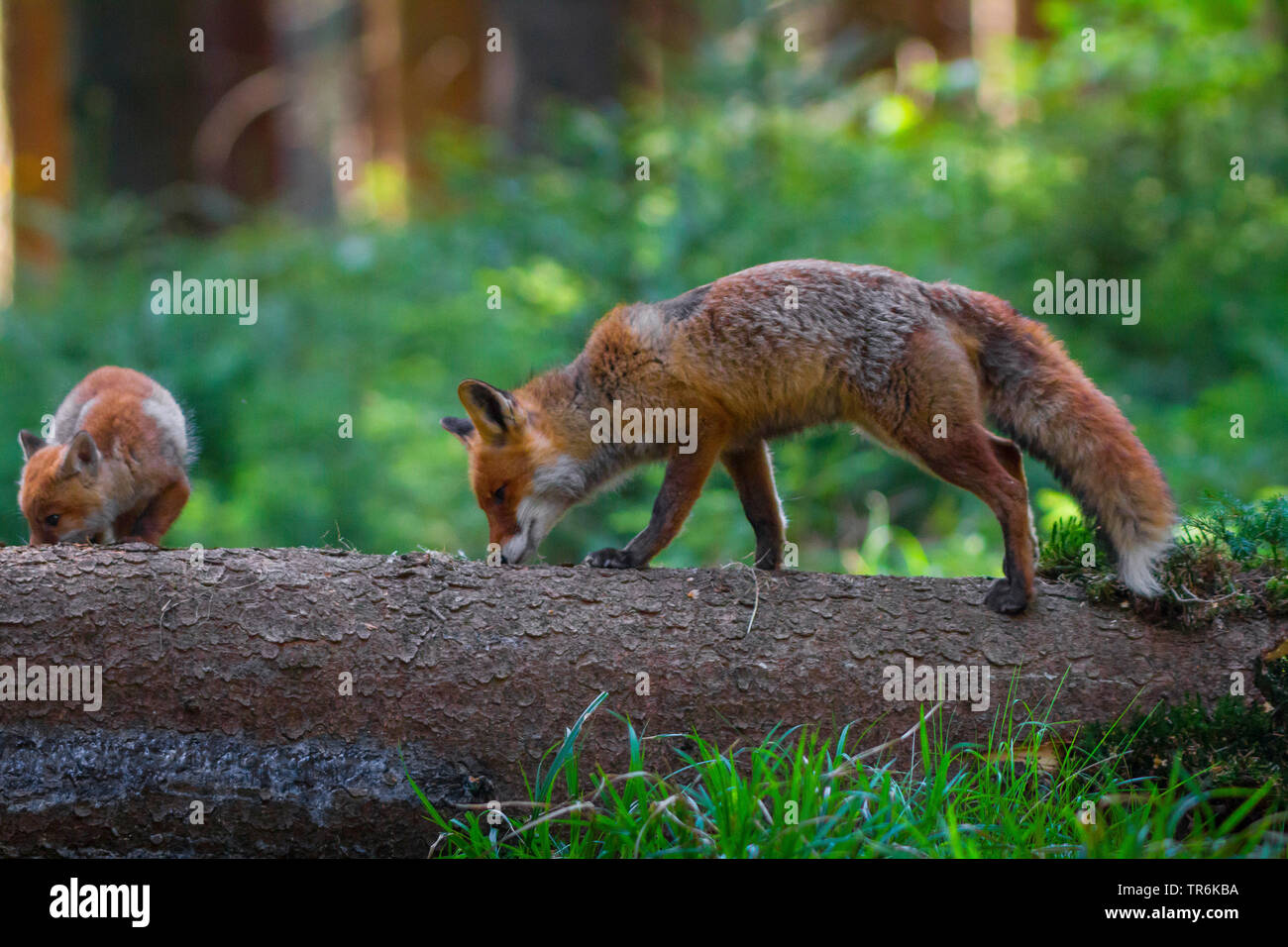 red fox (Vulpes vulpes), mit kid on a fallen tree trunk in a wood ...