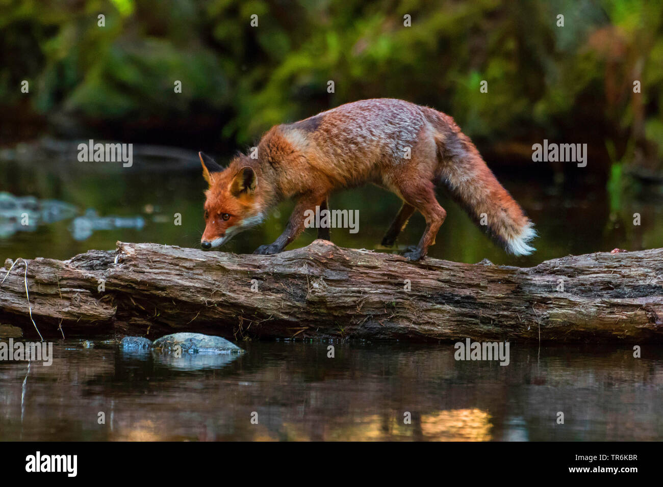 Red fox stands on a fallen tree hi-res stock photography and images - Alamy