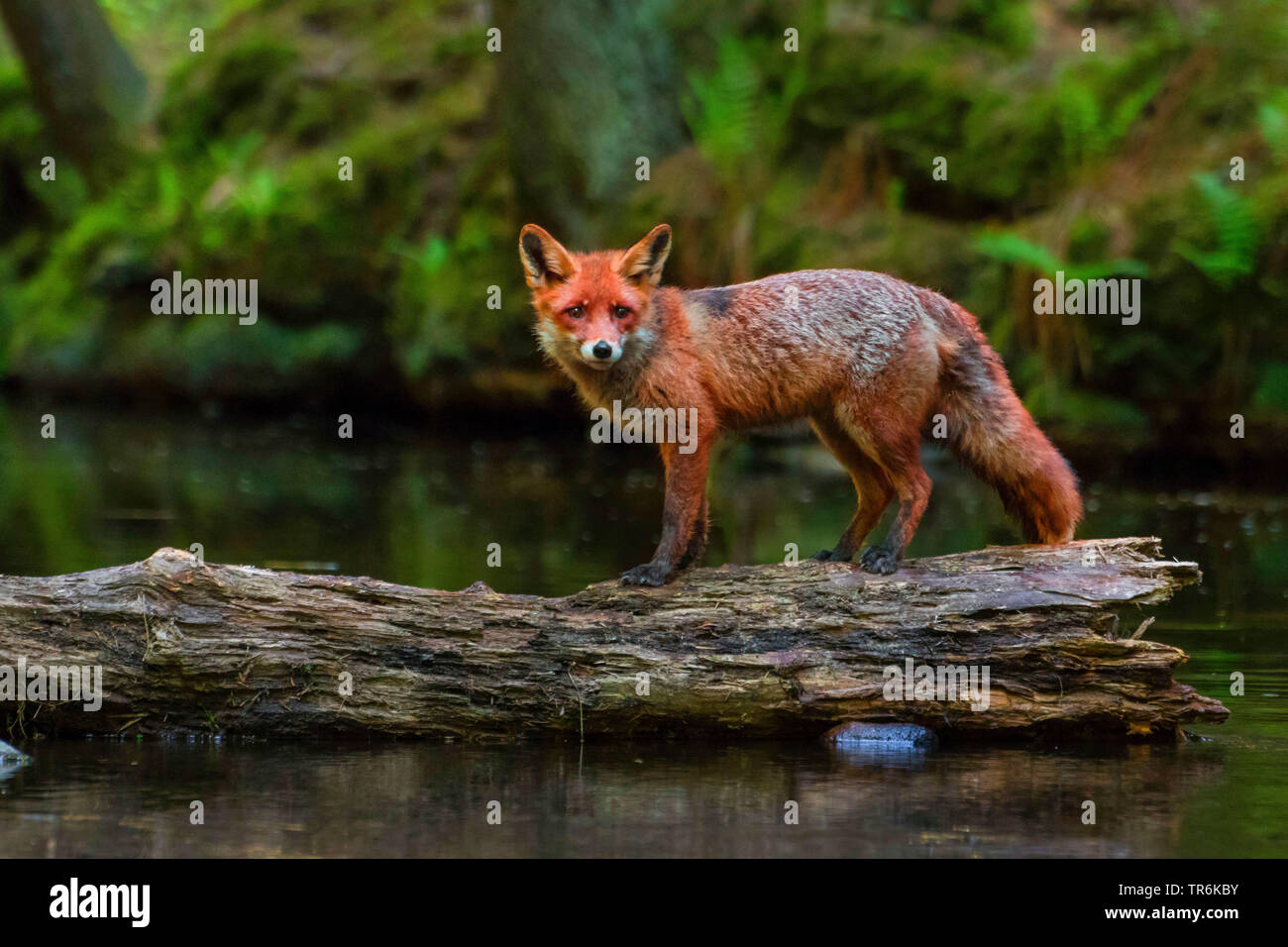Red fox stands on a fallen tree hi-res stock photography and images - Alamy