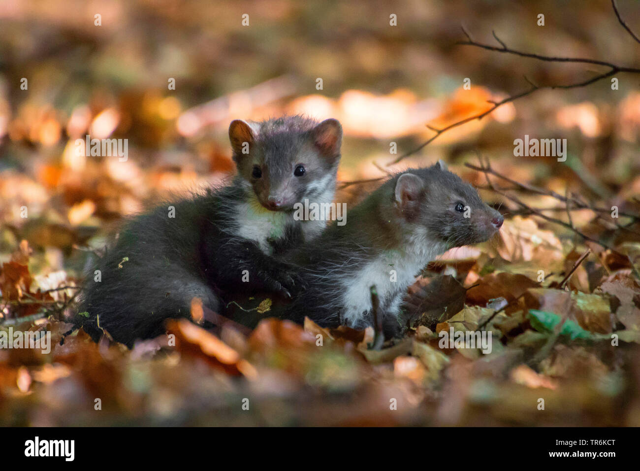 Beech marten, Stone marten, White breasted marten (Martes foina), two ...