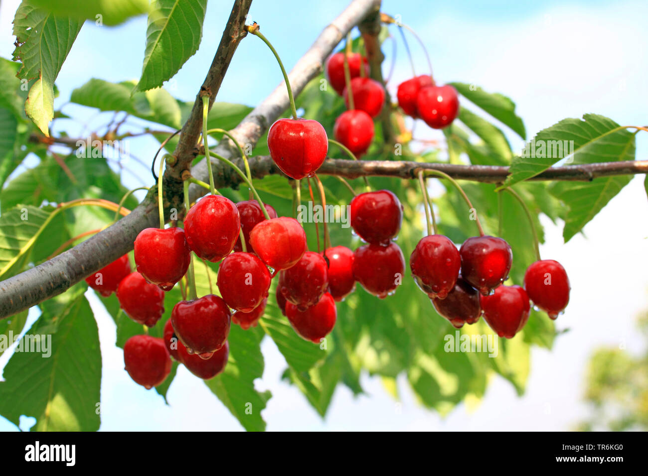 Sweet cherry (Prunus avium 'Regina', Prunus avium Regina), cherry of ...
