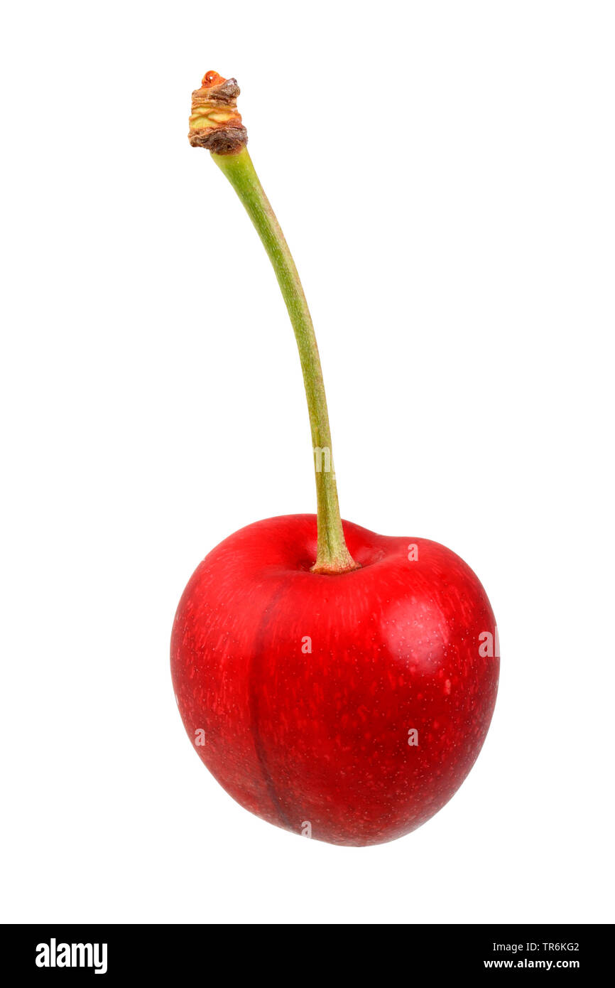 Sweet cherry (Prunus avium 'Regina', Prunus avium Regina), cherry of ...