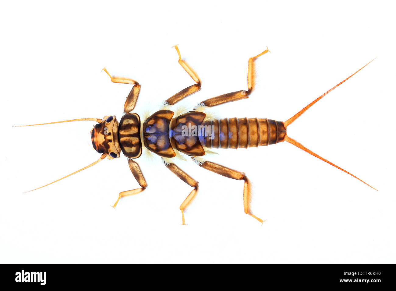 Stonefly Larvae Identification
