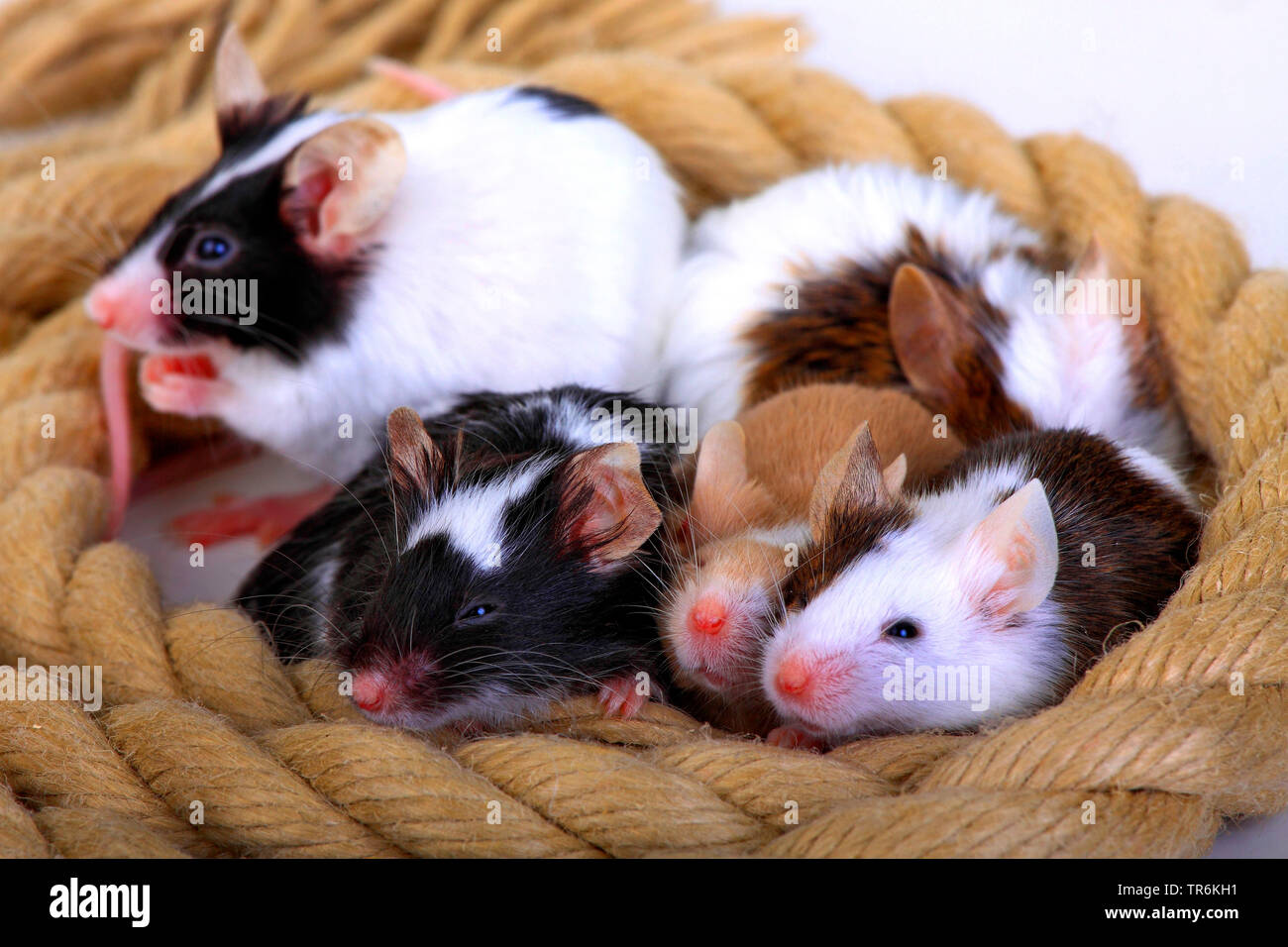 fancy mouse (Mus musculus), fancy mice cuddleing in a rope, Germany ...